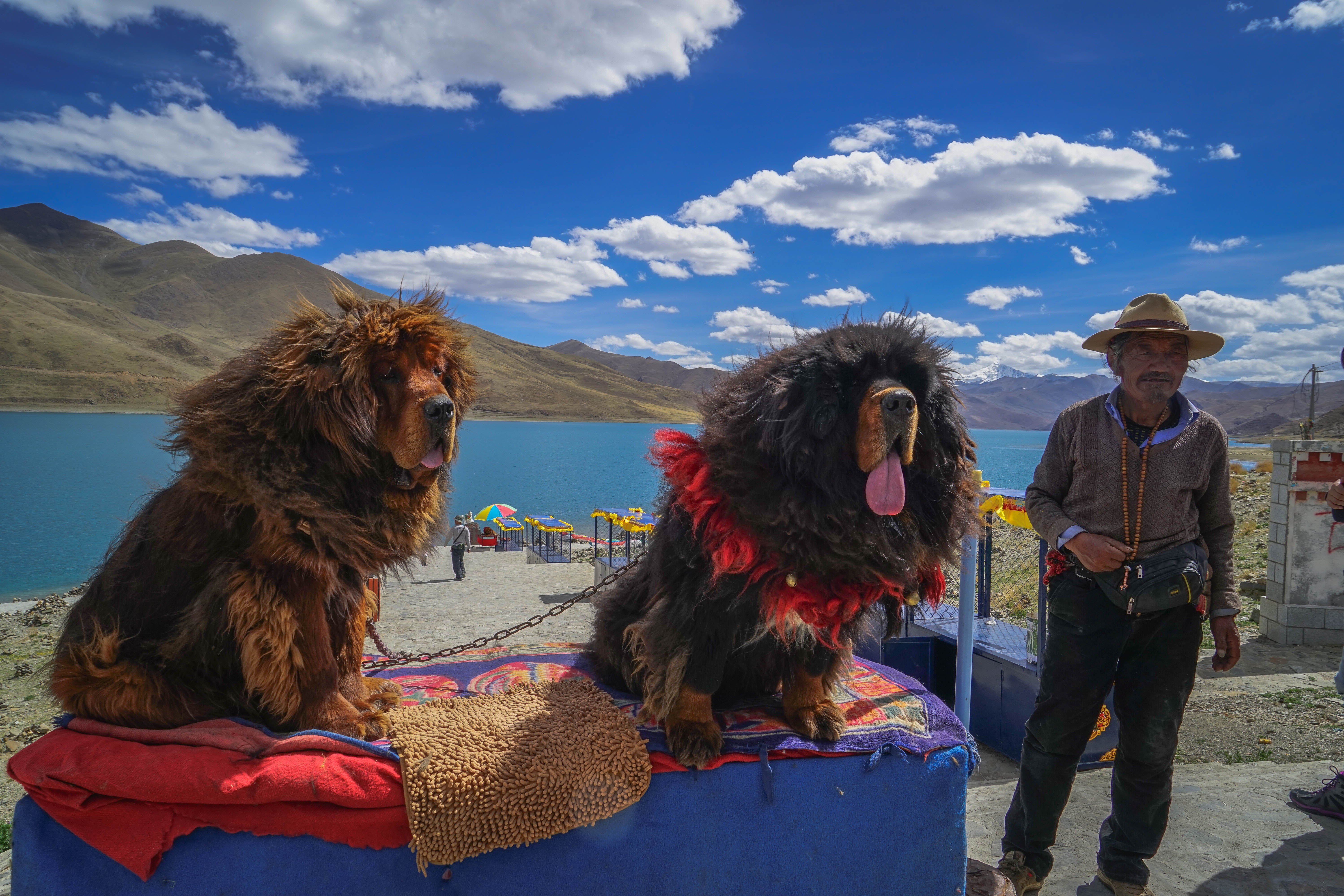 Blue Fire Tibetan Mastiff